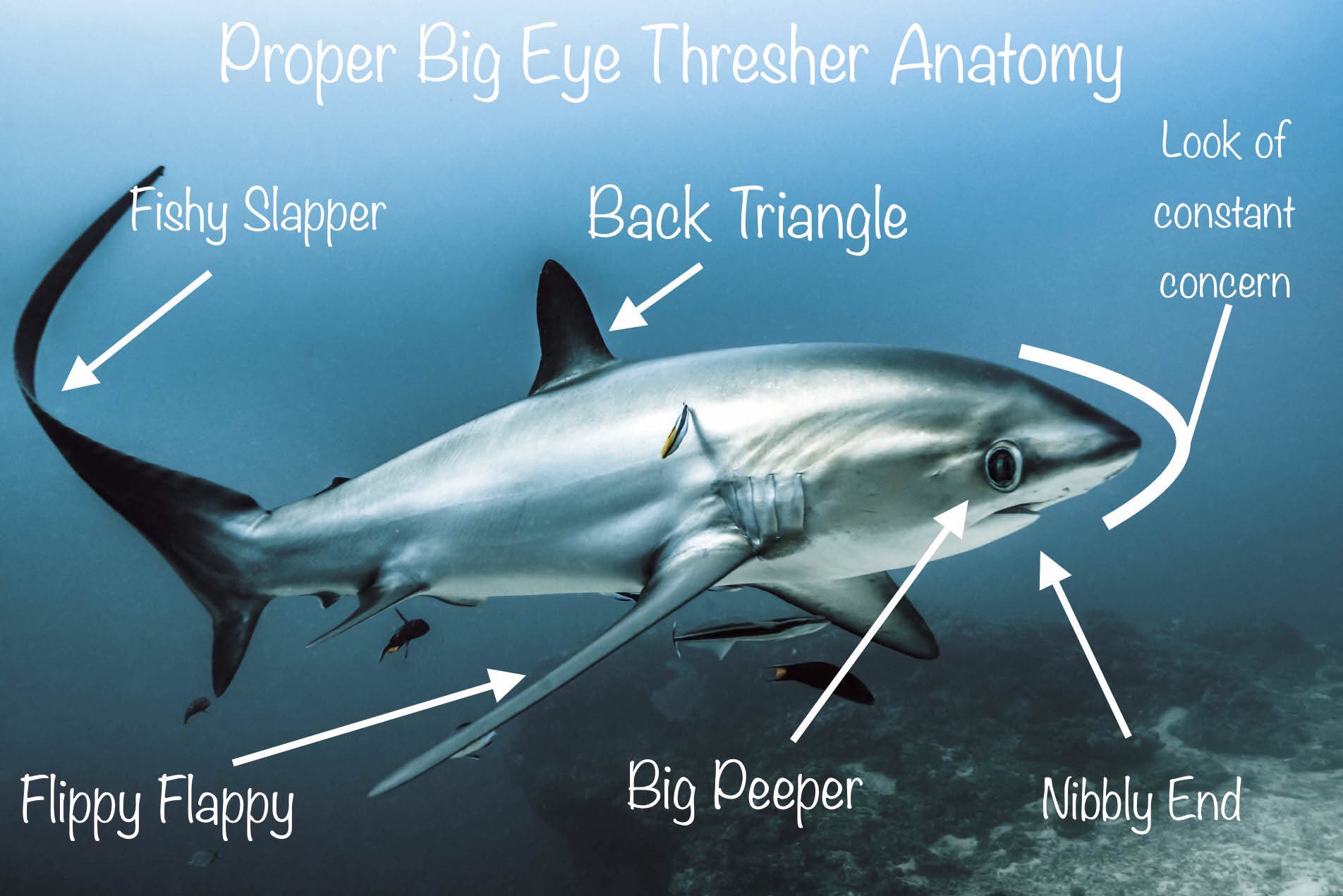 Great White Shark Eye Anatomy