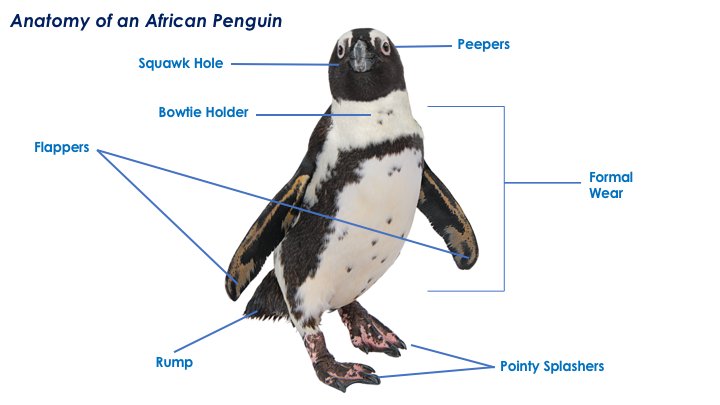 Penguin Skeleton Diagram