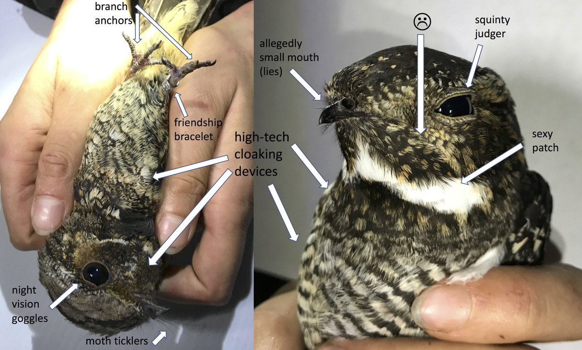 Common Nighthawk Mouth