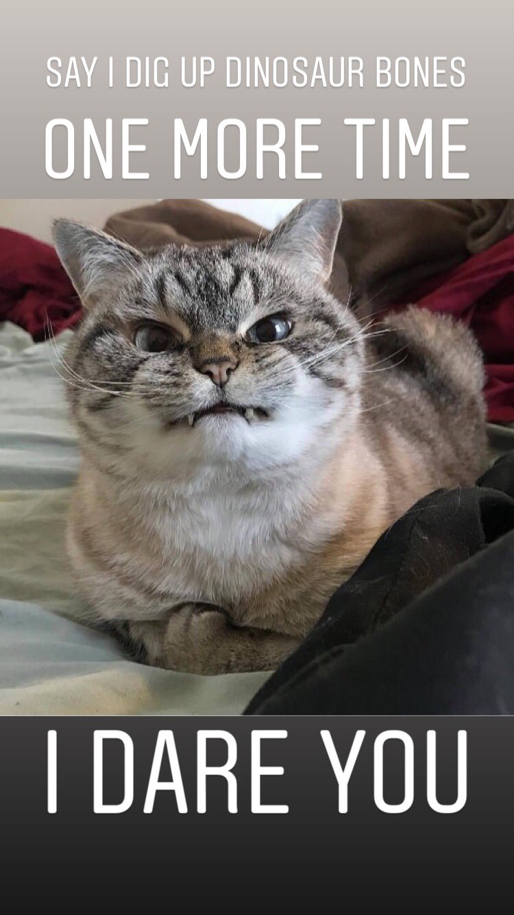 Any Questions Grumpy Cat