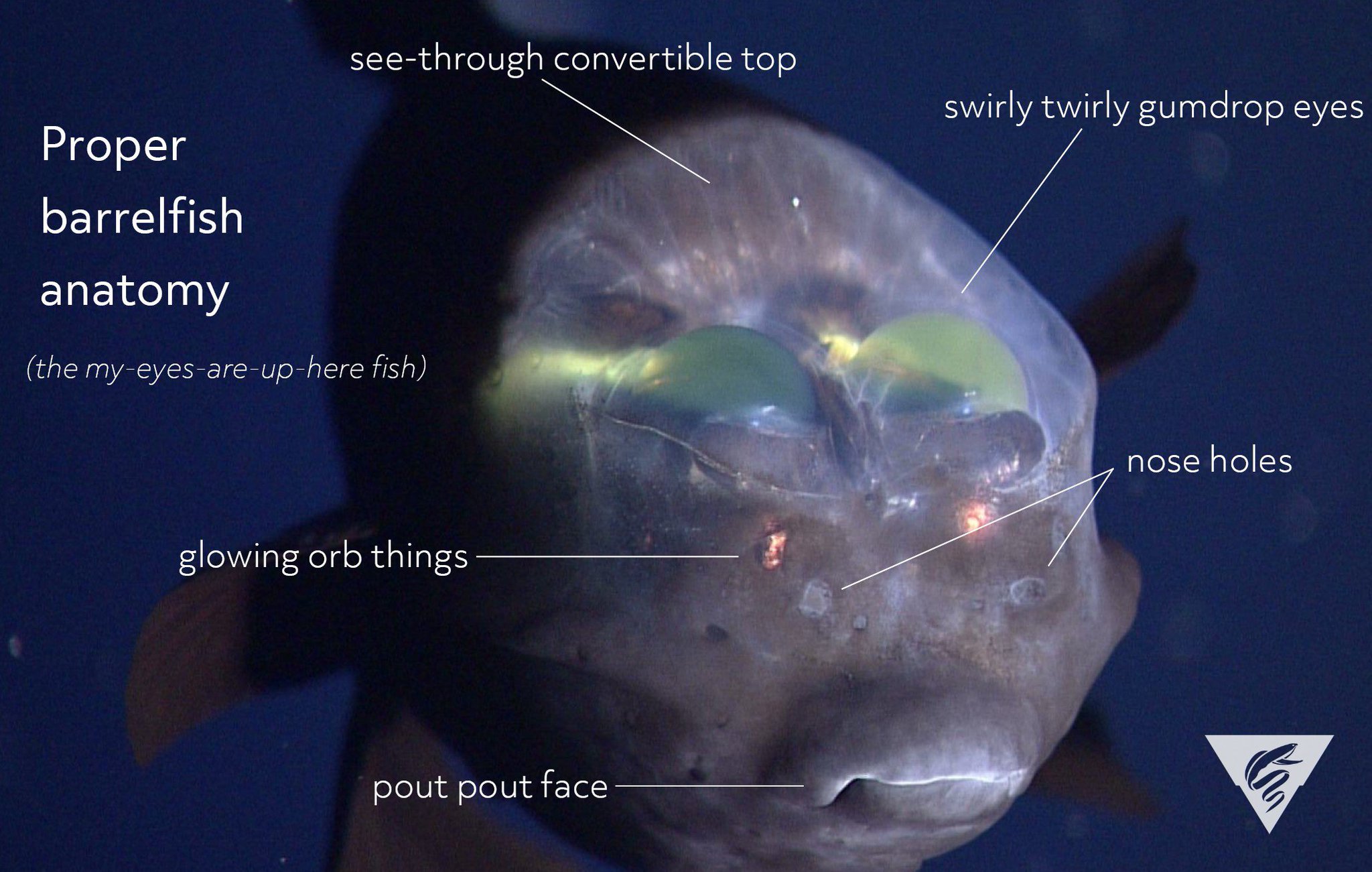 Barreleye Fish Diagram