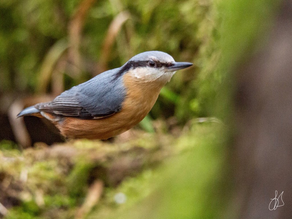 Nuthatch, derived from nut hacker, reflecting the bird's method of ...