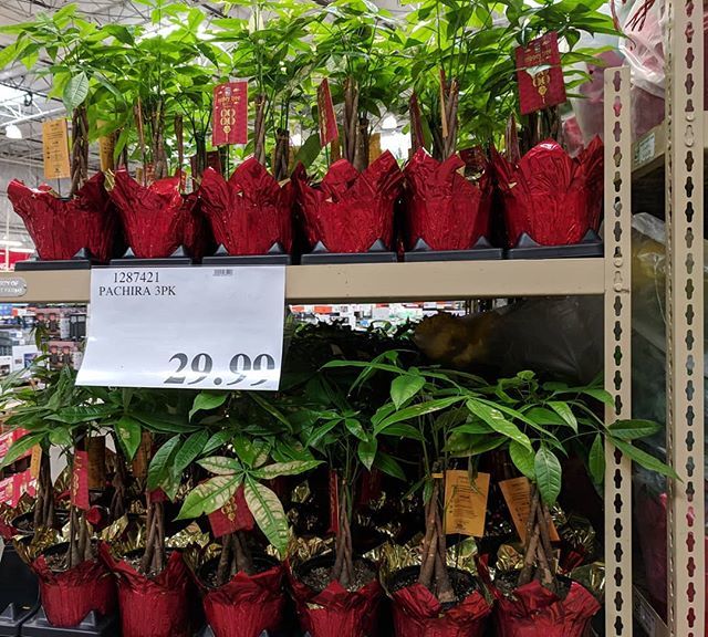 Chinese New Year Money Tree