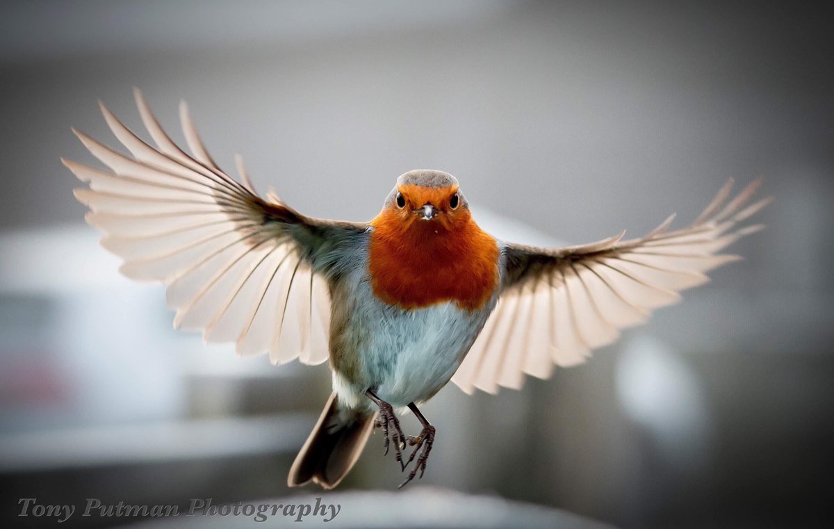 Robin In Flight