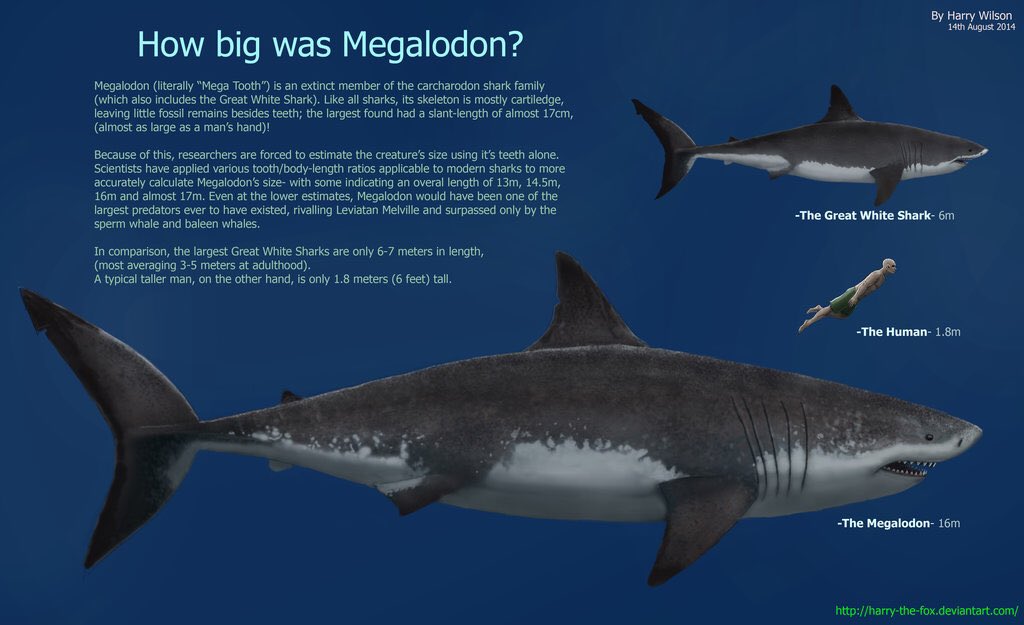 Megalodon Size Chart