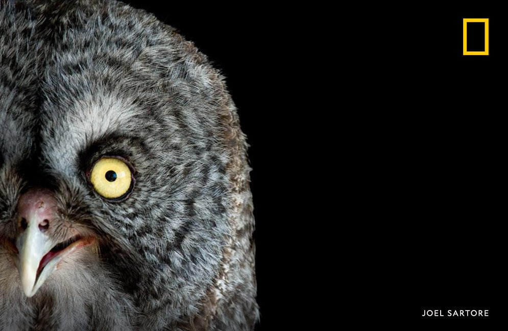Meet the great gray owl, one of the tallest owls, which—by sound alone ...