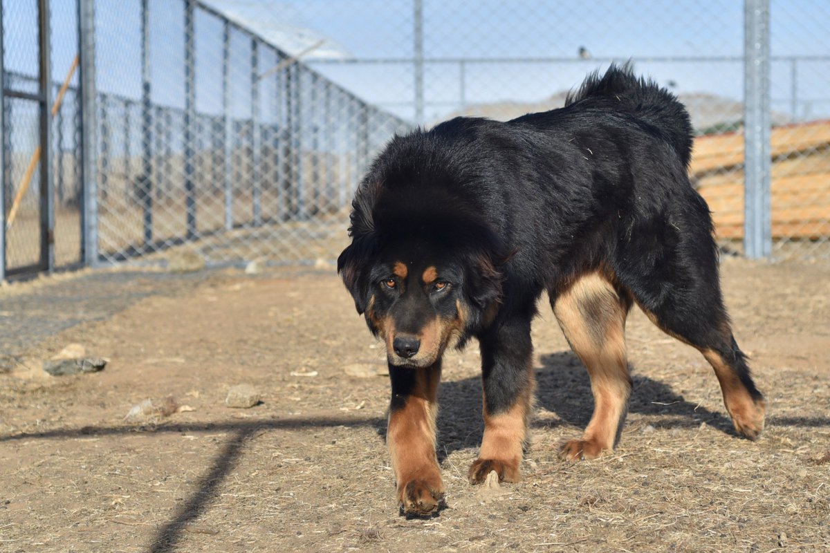 Mongolian Banhar Dog