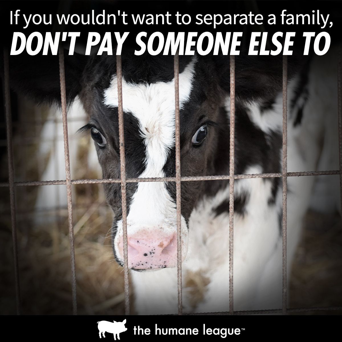 115 best Twitter @thehumaneleague images on Pholder | Pigs don't want ...