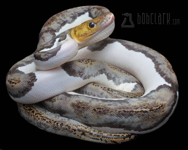 Reticulated Python Morphs