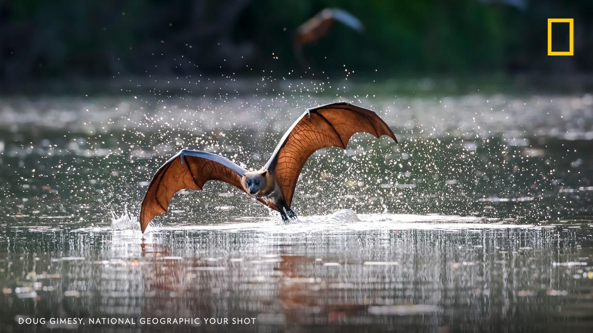 A grey-headed flying fox dips into the water in this moment captured by ...