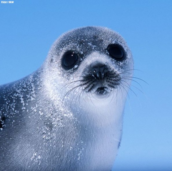 Fat Harp Seal Pup Canada's Harp Seal Hunt Kicks Off