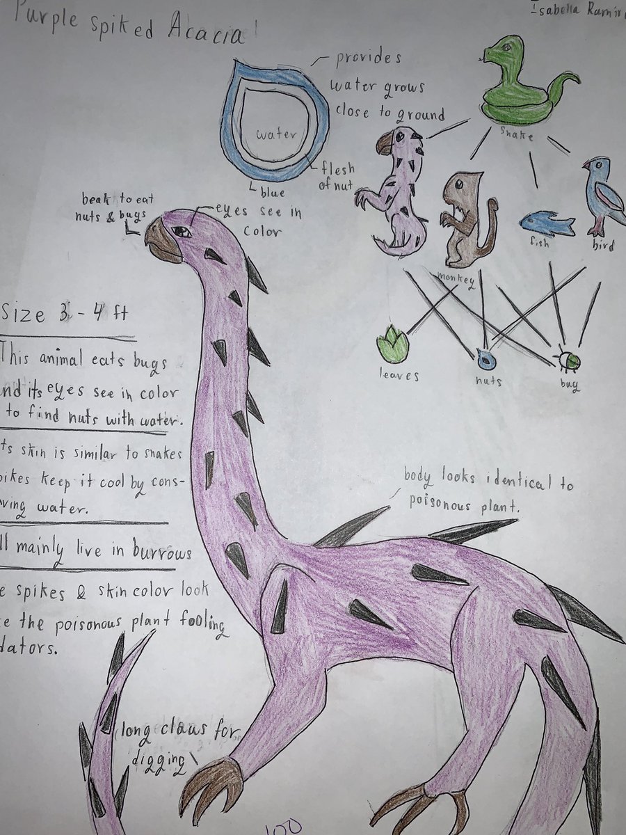 Adaptation Of Animals Drawings