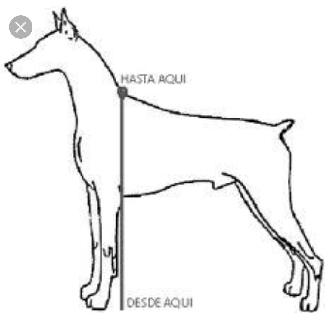 Donde Esta La Cruz De Un Perro