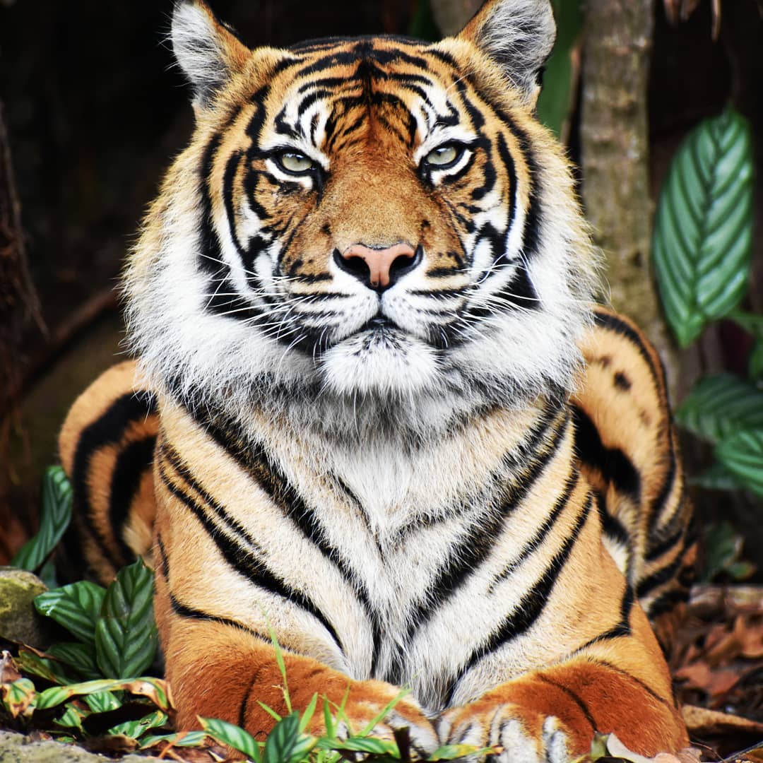 Javan Tiger