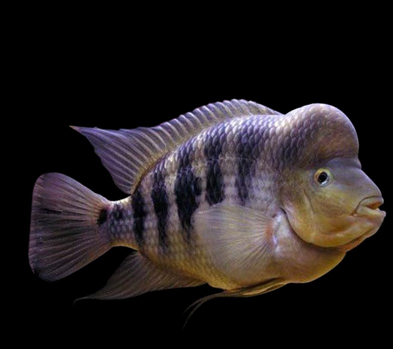 Barred Midas Cichlid