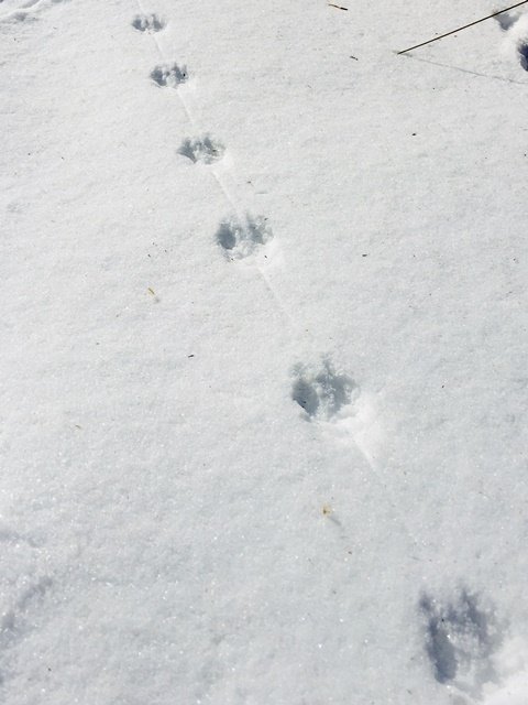 White Footed Mouse Tracks