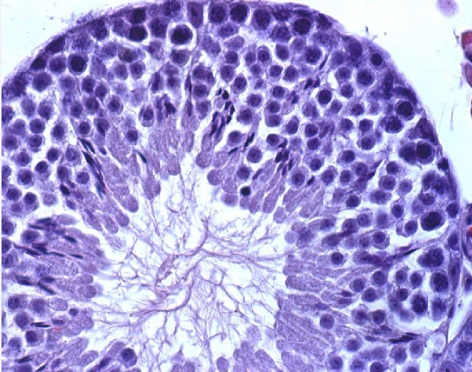 Testis Cross Section