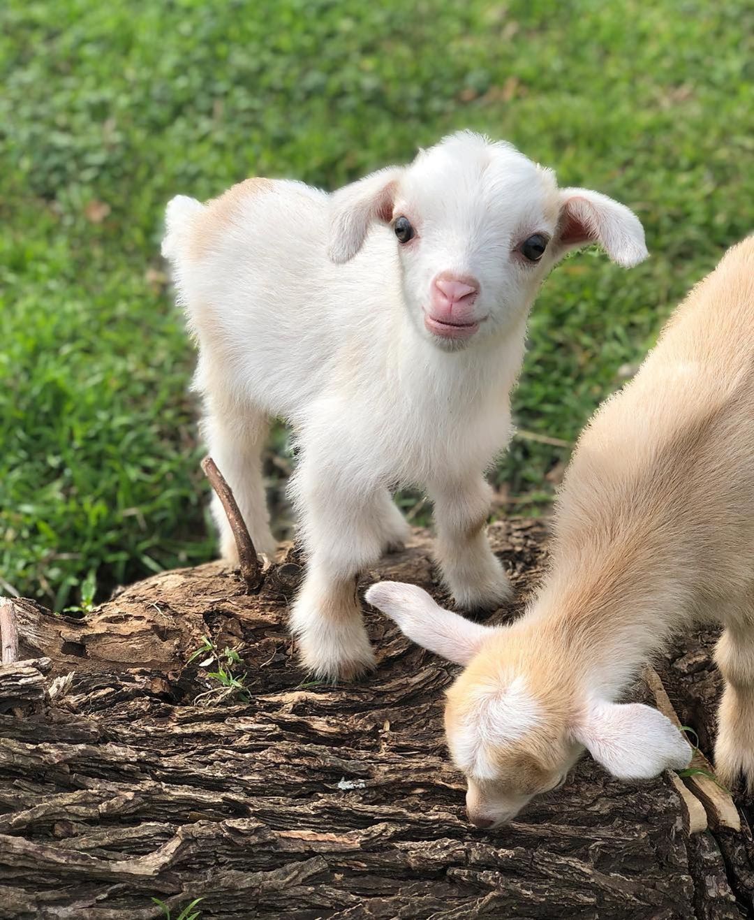 Cute Baby Goats Playing Around