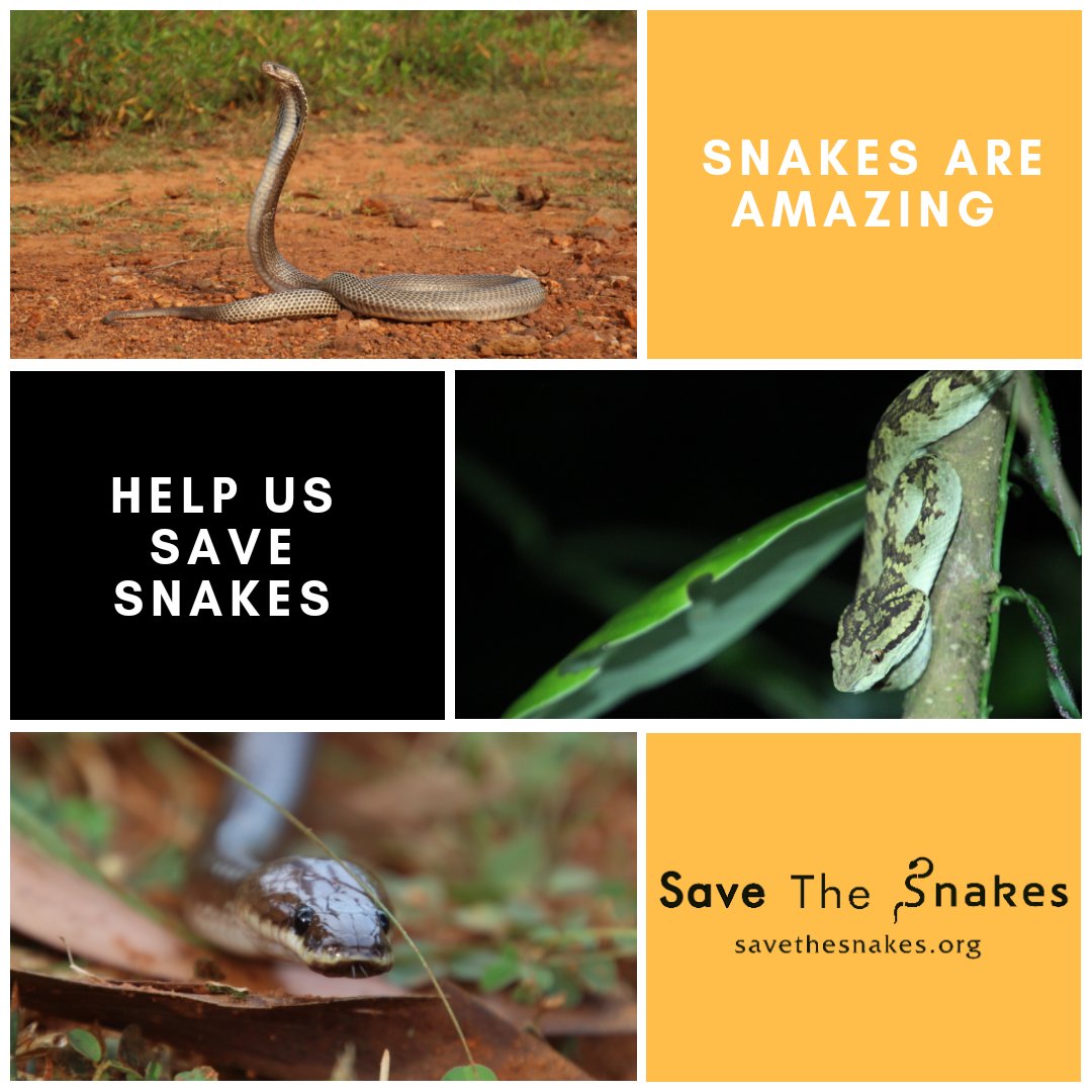 Save The Snakes on Twitter: "When you ask a snake enthusiast why they #lovesnakes some tell you ...