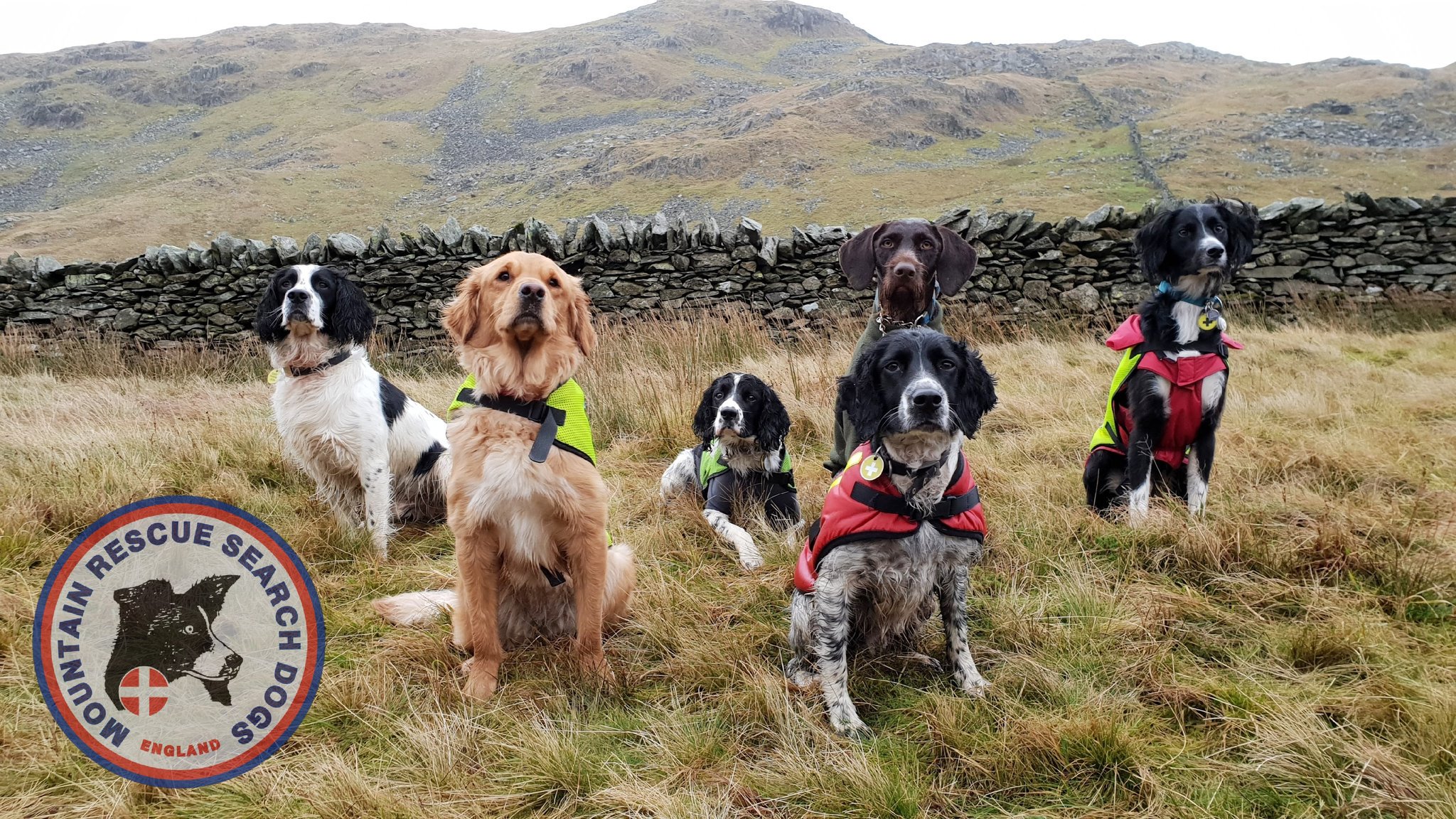 Entrenamiento de un perro de rescate de montaña