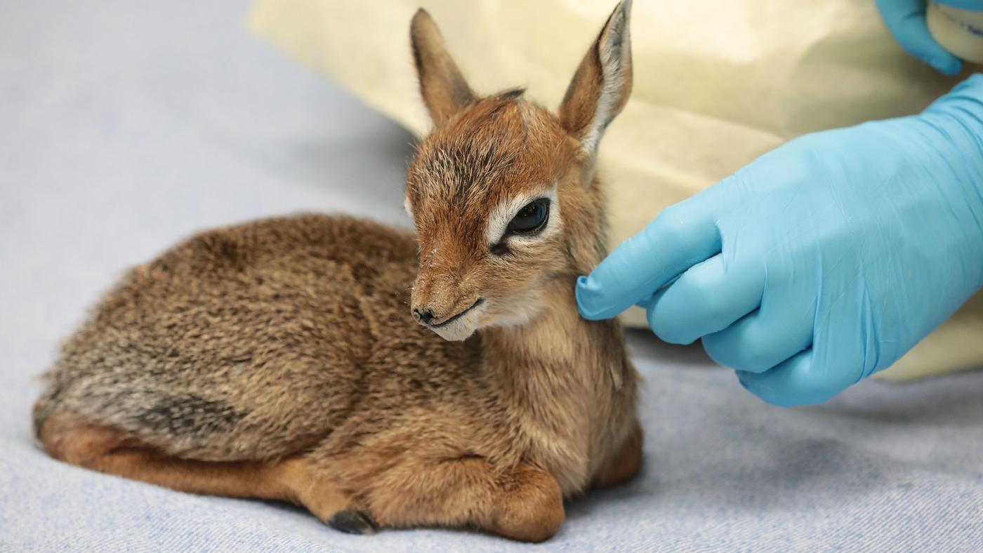 Severe Birth Defects In Animals