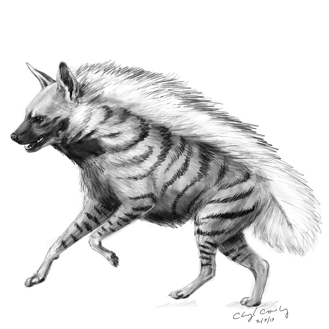 Striped Hyena Drawing