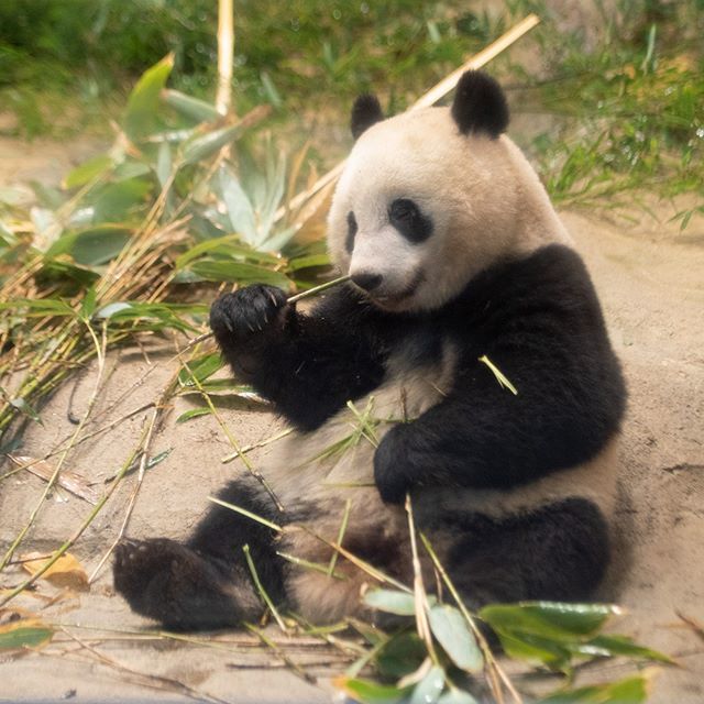 毎日パンダ on Twitter: "2019.02.09 #上野動物園 #パンダ #シャンシャン #uenozoo #giantpanda #panda #xiangxiang https ...