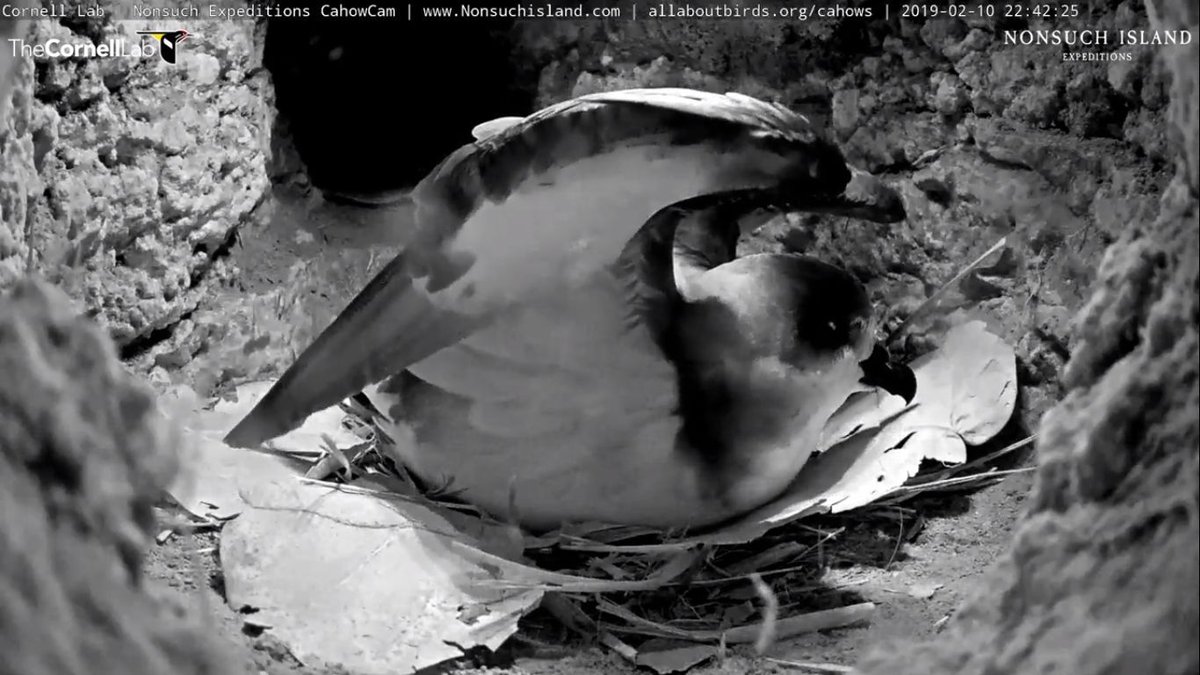 Bermuda Petrels Cahow Cam