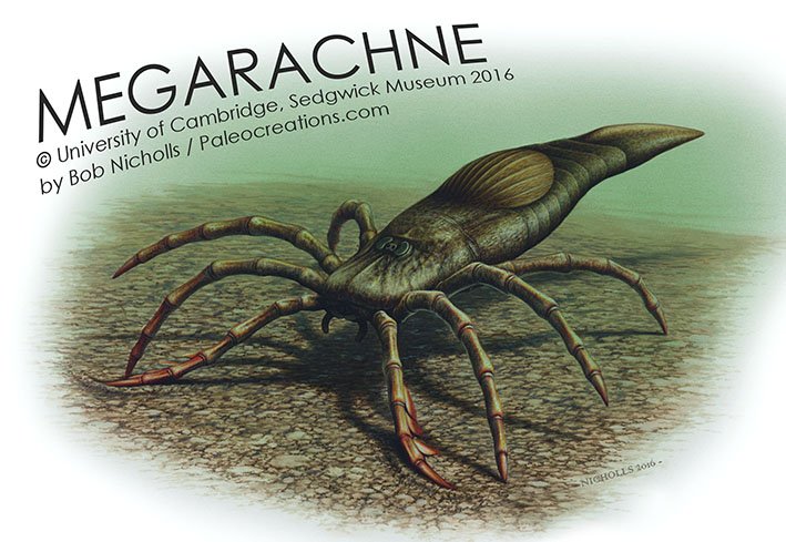 Prehistoric Spider Size