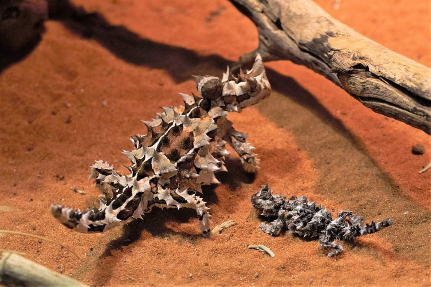 Baby Thorny Devil