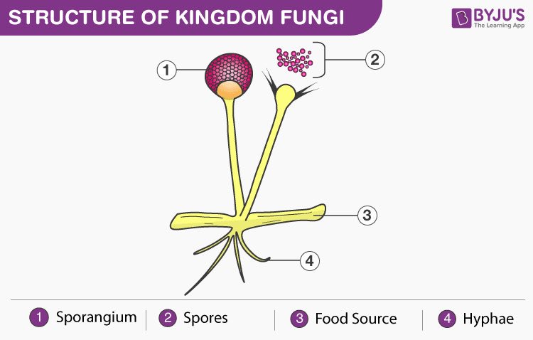 Fungi 🔬 - Thread from غيداء طلال بصفر🇸🇦 @ghayda_basfar - Rattibha