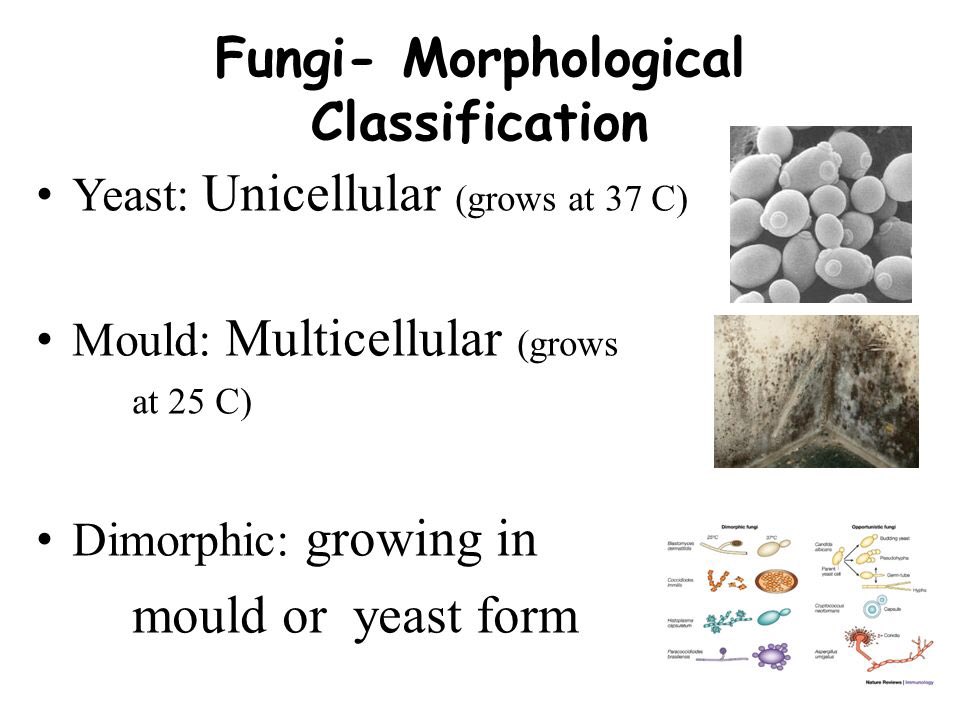 Unicellular Fungi