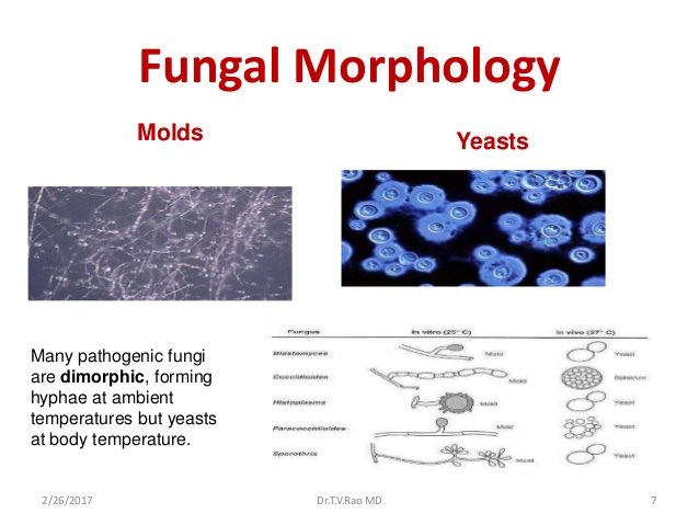 Fungi 🔬 - Thread from غيداء طلال بصفر🇸🇦 @ghayda_basfar - Rattibha