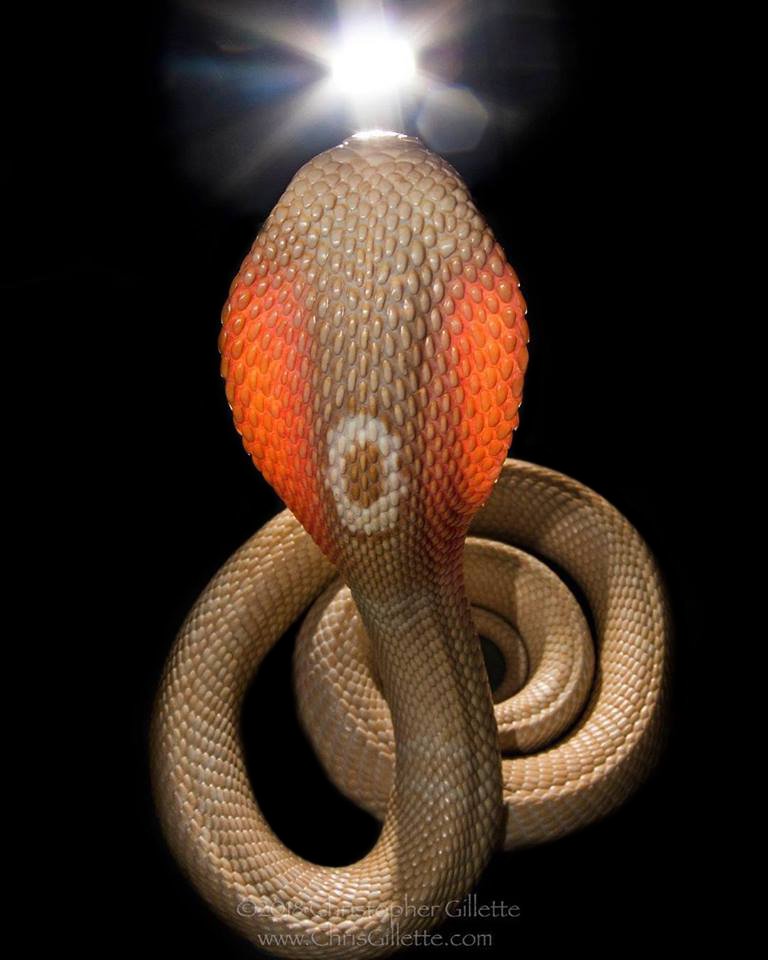 Sunset Monocled Cobra