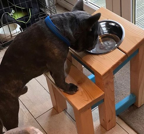 What Is A Bailey Chair For Dogs