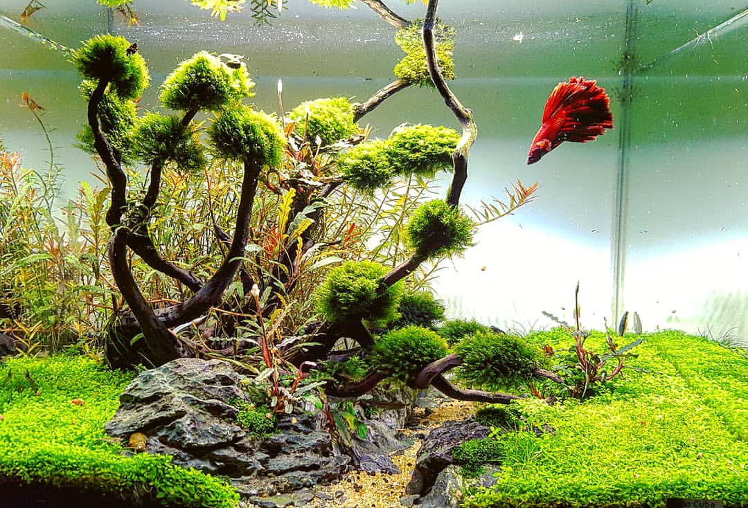 Tree Moss Aquascape