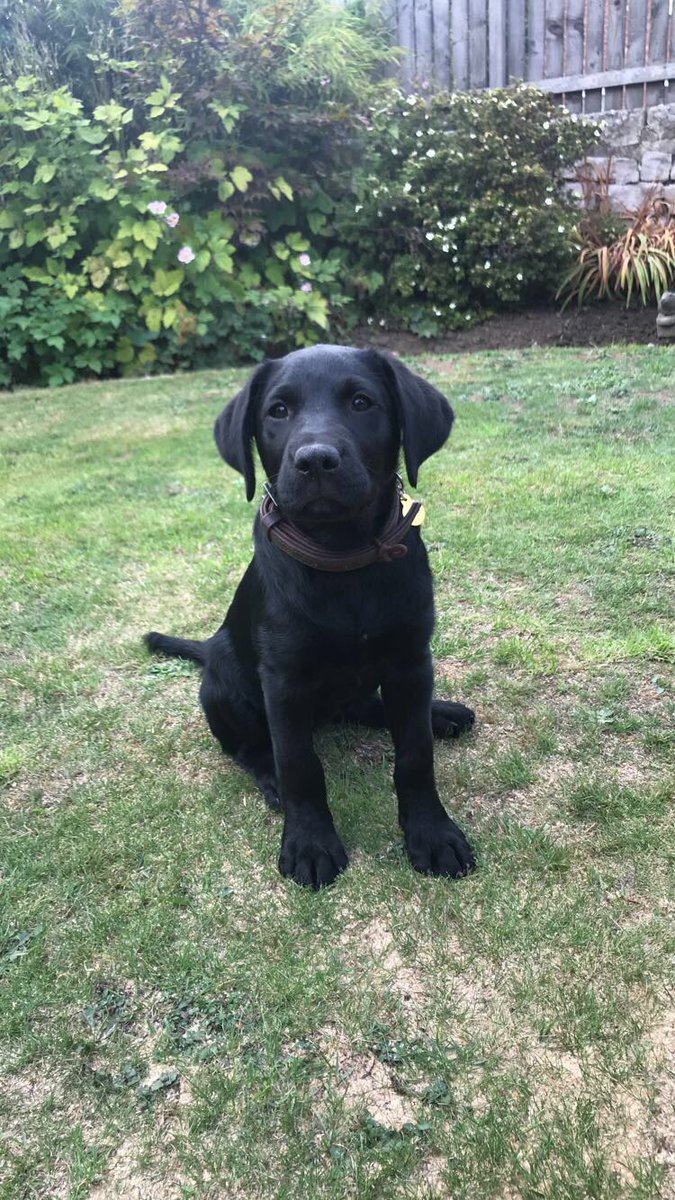 Toys & Games Toys Luna the little Labrador etna.com.pe