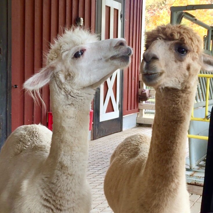 Alpaca Fighting Teeth