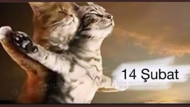 Devran Bor (@DevranBor0) | Twitter