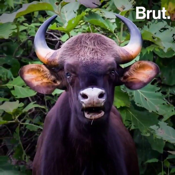 116 best Gaur images on Pholder | Natureismetal, Nature Is Fucking Lit ...
