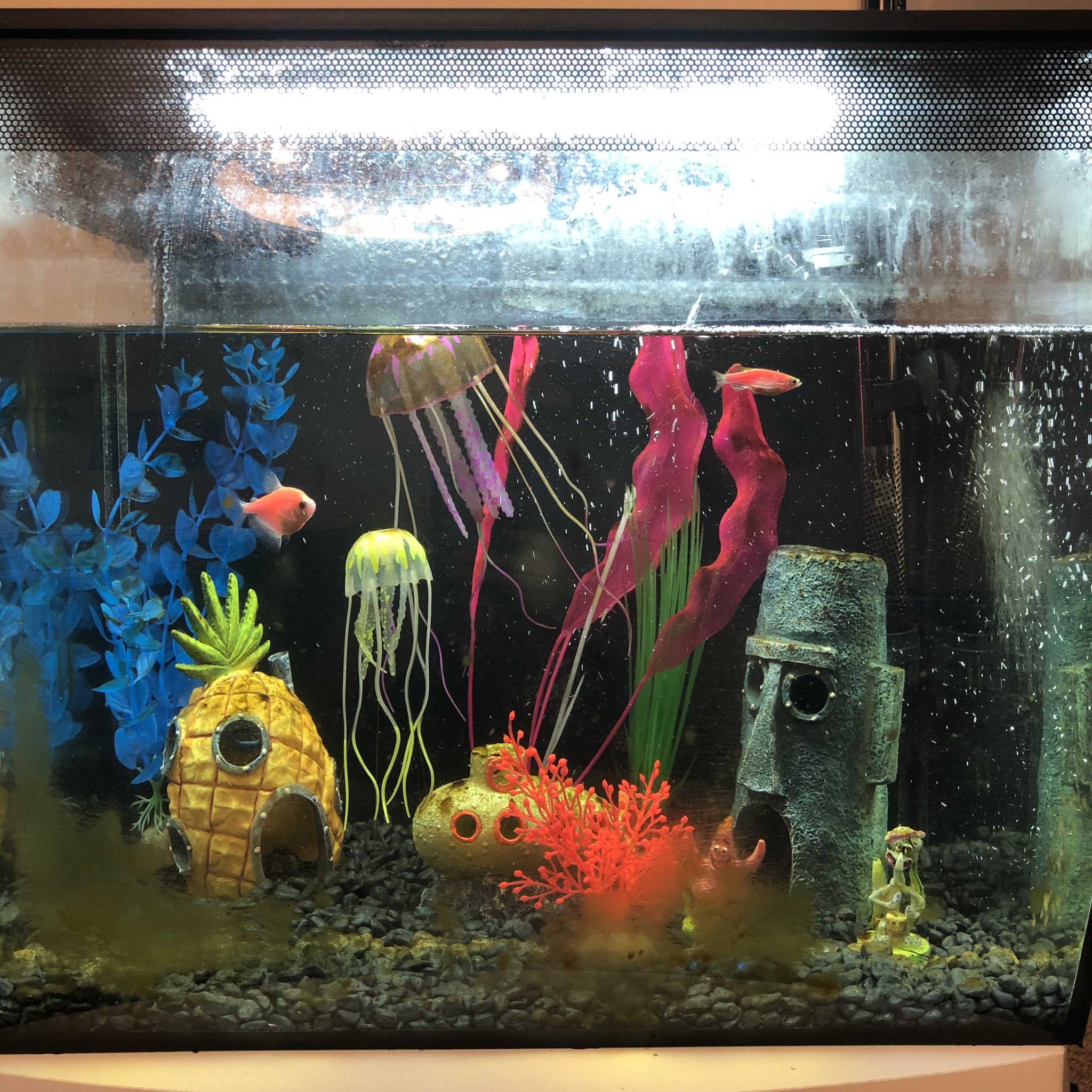 Spongebob Themed Fish Tank