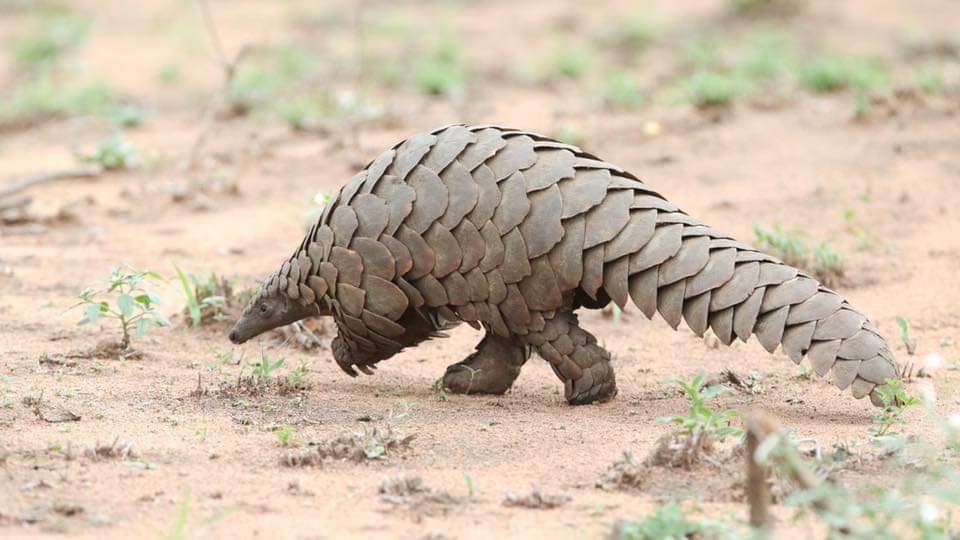 Giant Pangolin Walking