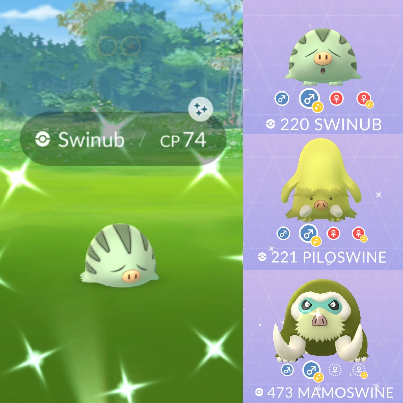 Shiny Swinub