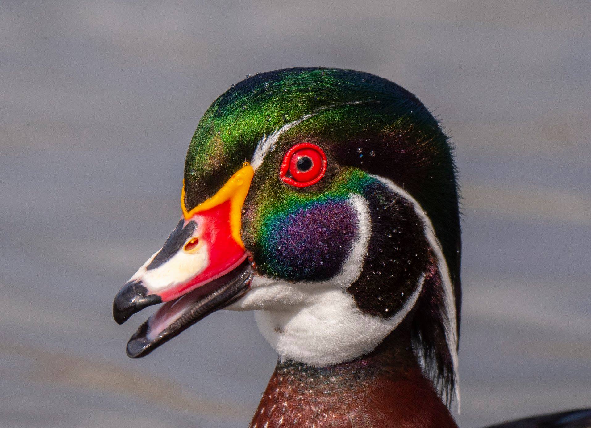 Drake Wood Duck