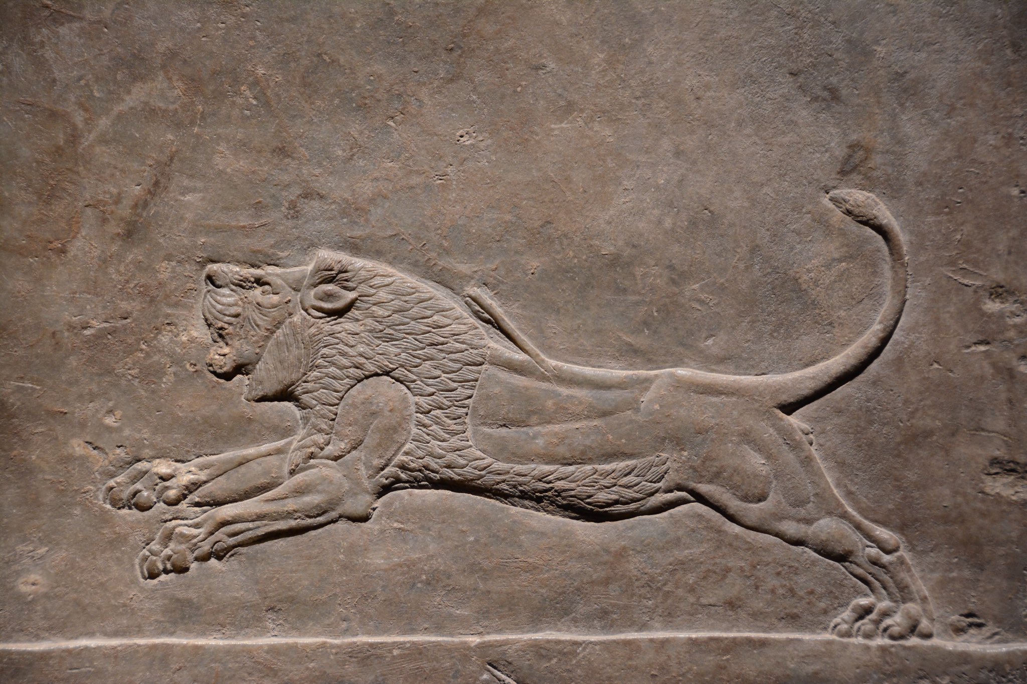 Assyrian Reliefs Lion