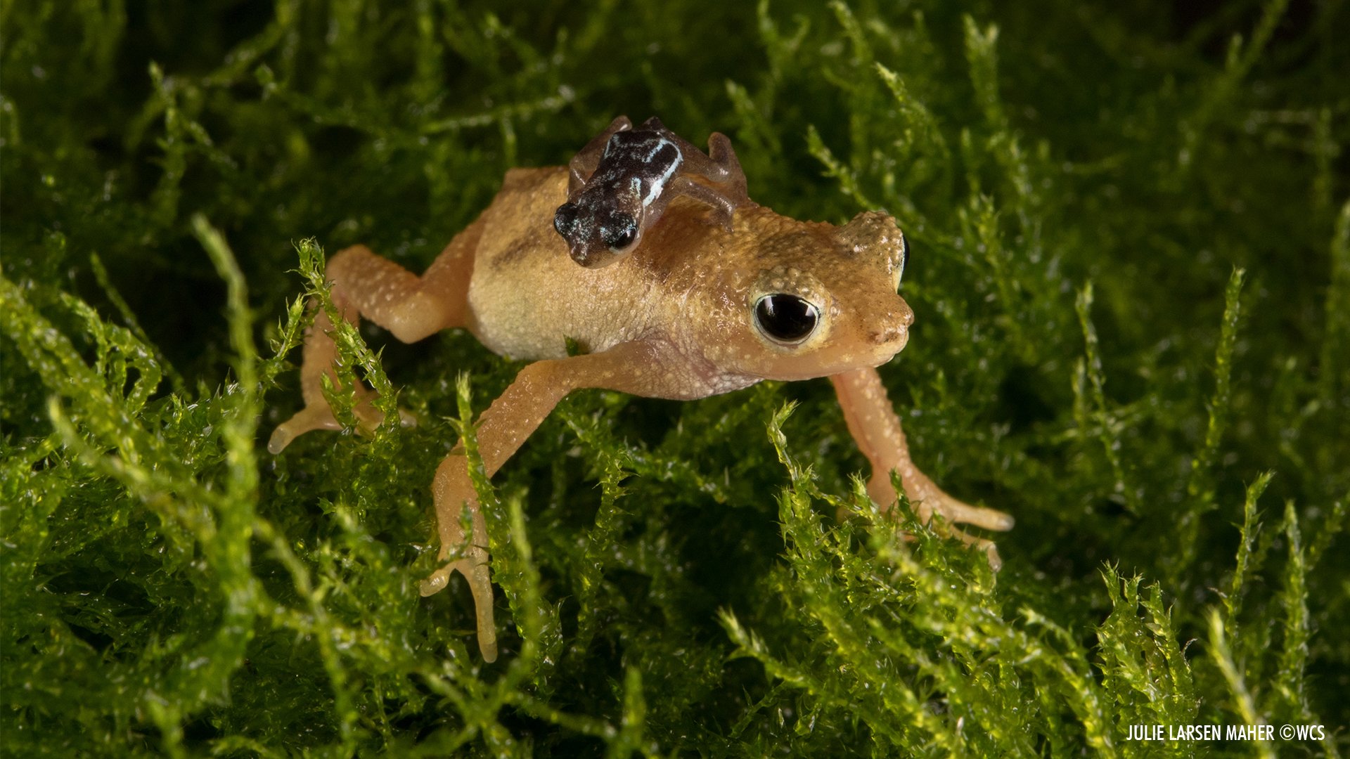 Kihansi Spray Toad