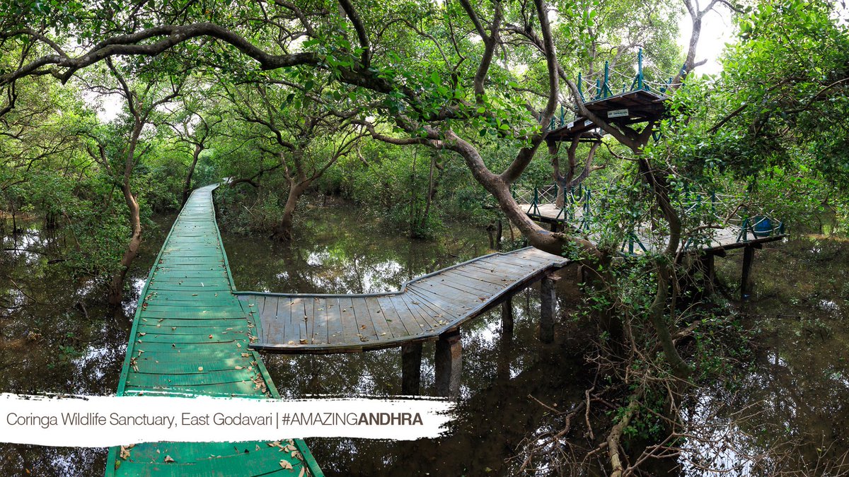 Coringa Wildlife Sanctuary, a marvel of nature, is the 2nd largest ...