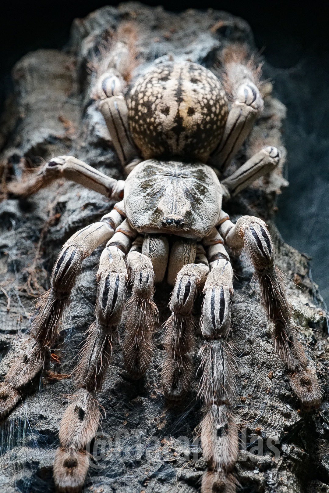 Starburst Baboon Tarantula