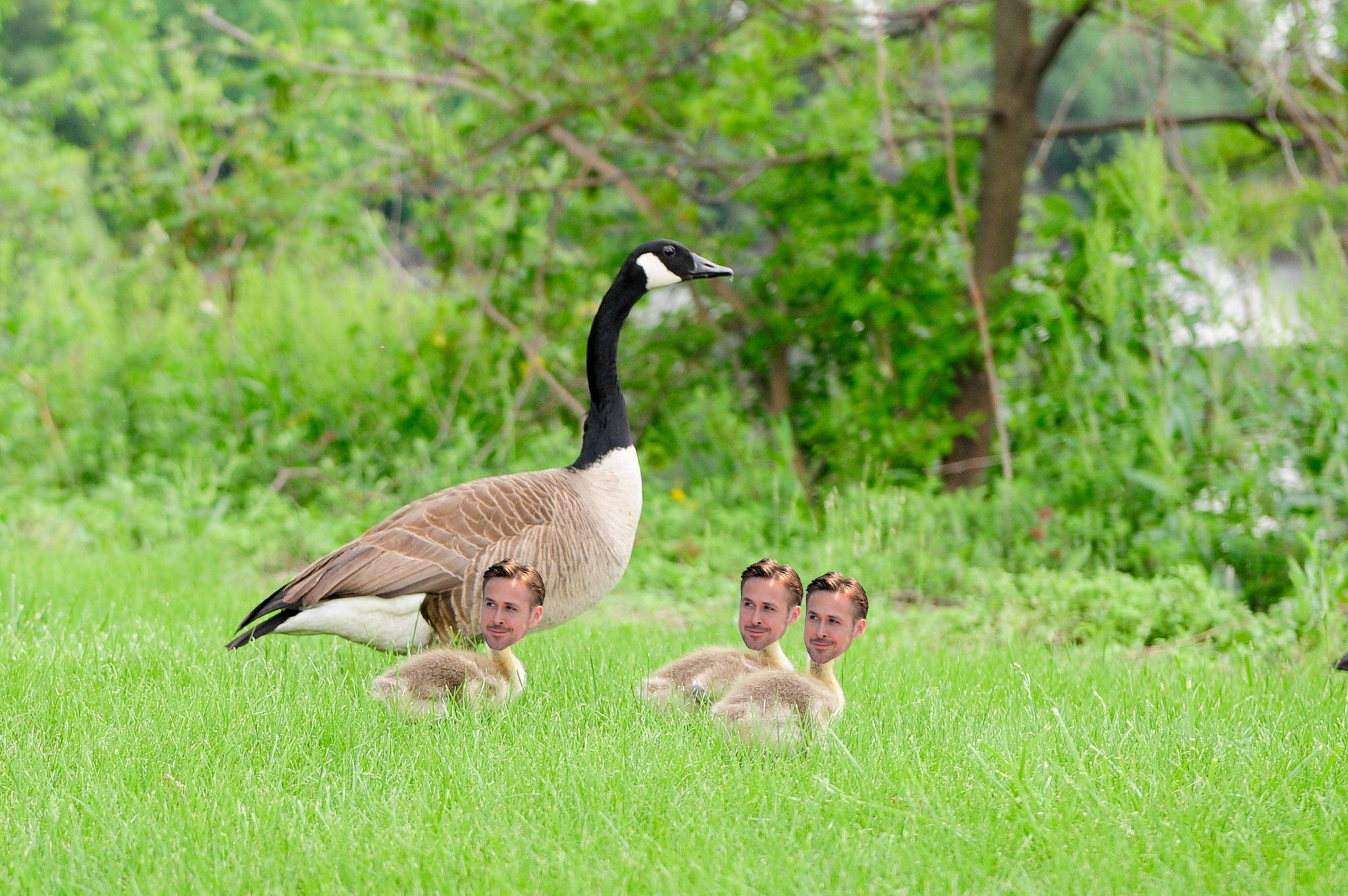 Ryan Goslings Geese