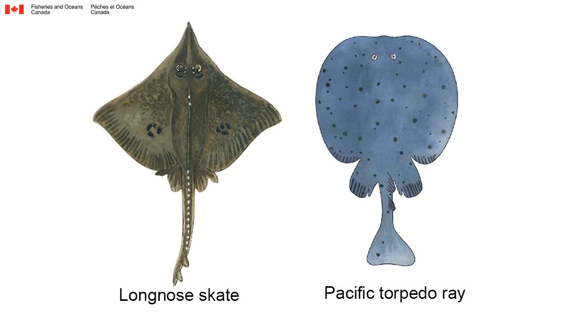 Difference Between Skates And Rays
